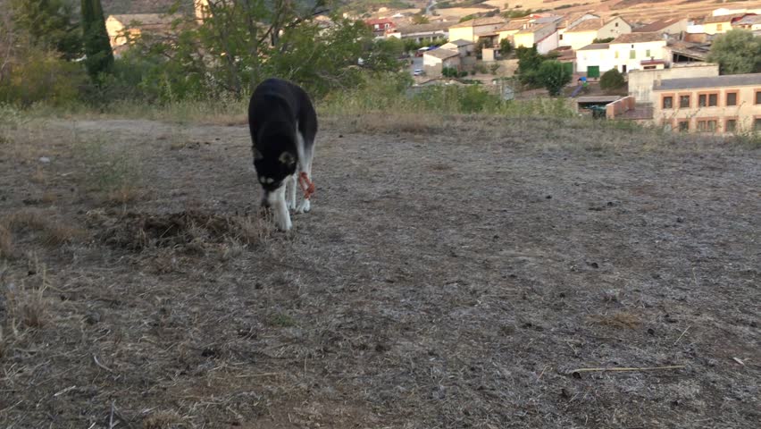 siberian husky dog doing poop on Stock Footage Video (100% Royalty-free ...