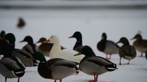 Rare White Mutant Duck Swarm Wild Stock Footage Video (100% Royalty ...