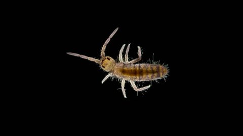 Collembola Insect Springtail Under Microscope Stock Footage Video (100% ...