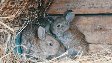 big red rabbit on grass cute Stock Footage Video (100% Royalty-free ...