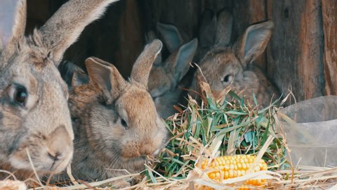 big red rabbit on grass cute Stock Footage Video (100% Royalty-free ...