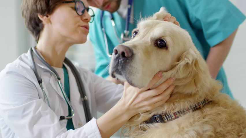 Vetting process Stock Video Footage - 4K and HD Video Clips | Shutterstock