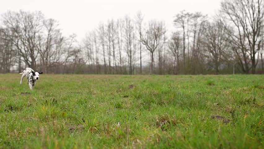 Dog running across the field image - Free stock photo - Public Domain photo - CC0 Images