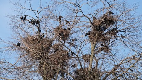 crows protecting their nests nestling ravens Stock Footage Video (100% ...