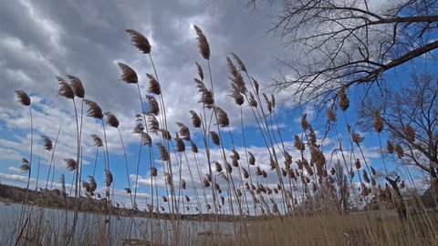 Dry Reed Against Blue Cloudy Sky Stock Footage Video (100% Royalty-free ...