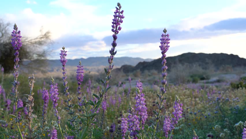 Desert Flowers at Joshua Tree National Park image - Free stock photo ...