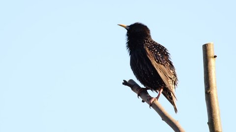 Singing Starling On Branch Near Her Stock Footage Video (100% Royalty ...