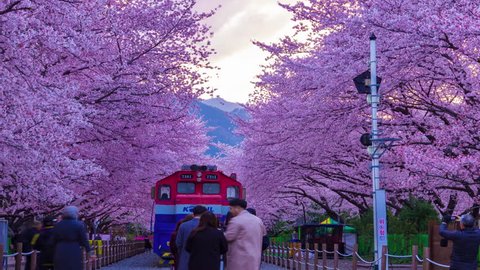 Jinhae Cherry Blossom Festivalbusansouth Korea Stock Footage Video (100 ...