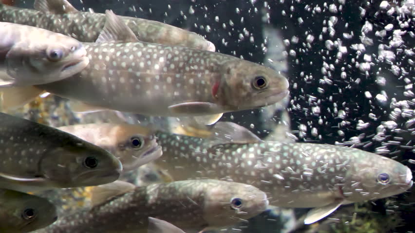 Japanese Freshwater Fish, Iwana Swimming, Stock Footage Video (100% ...