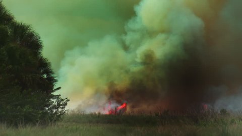 Wildfire Burning Out Control Tall Wetlands Stock Footage Video (100% ...