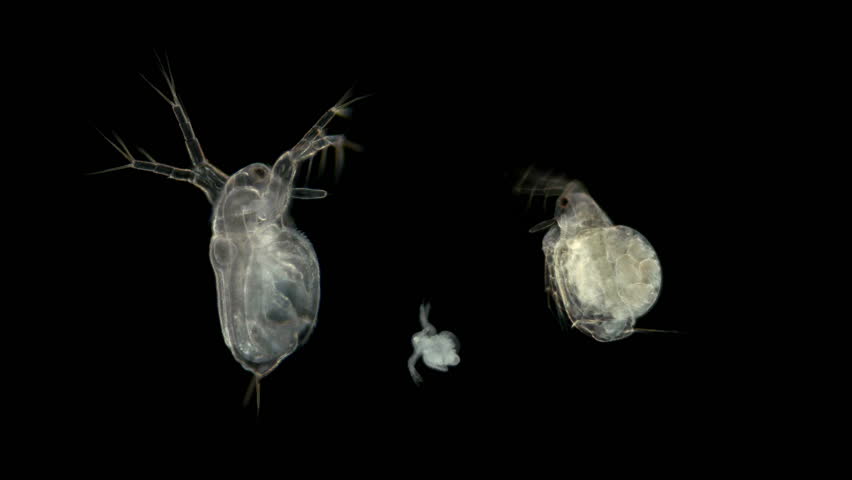 daphnia moina under microscope plankton crustacean Stock Footage Video ...