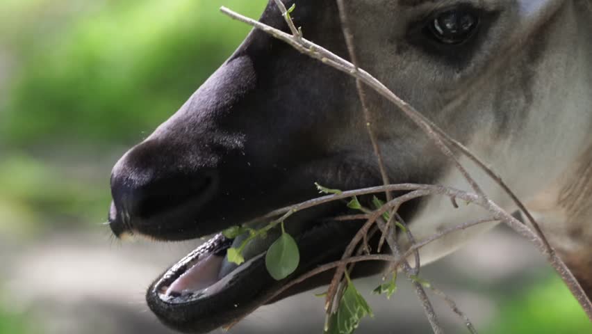 Okapi Africa Stock Video Footage - 4K and HD Video Clips | Shutterstock