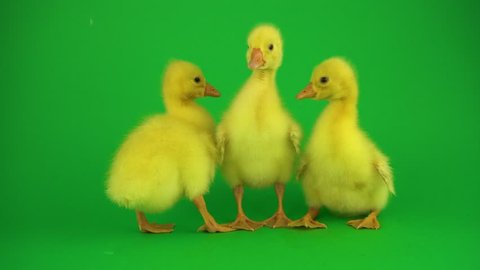 Little Ducks On Green Screen Stock Footage Video (100% Royalty-free ...