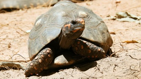turtle head poking out close shot Stock Footage Video (100% Royalty ...