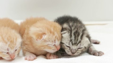 kitten newborn baby cats learn walk Stock Footage Video (100% Royalty ...