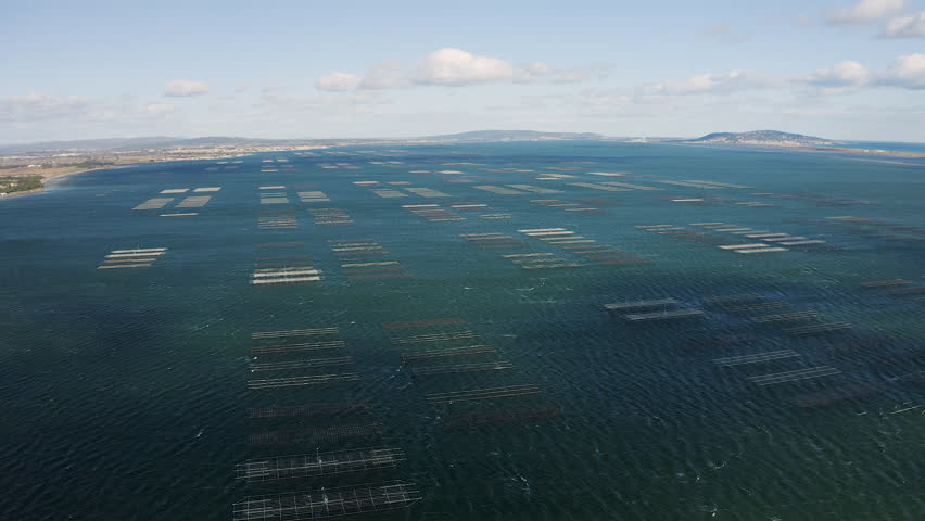 Brood Stock Stock Video Footage - 4K and HD Video Clips | Shutterstock