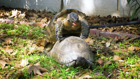 Two Turtles Making Love Stock Footage Video (100% Royalty-free ...