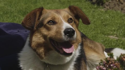 Happy Dog Smiling Sun Stock Footage Video (100% Royalty-free ...