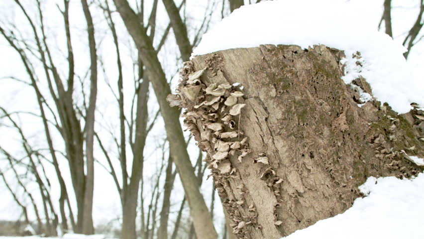 1 Coriolus hirsutus Stock Video Footage - 4K and HD Video Clips ...