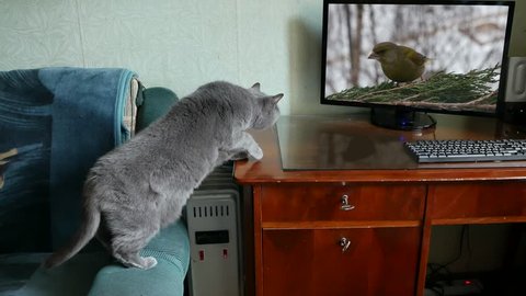 Angry Cat Working On Laptop Vector Stock Vector (Royalty Free) 1516673726