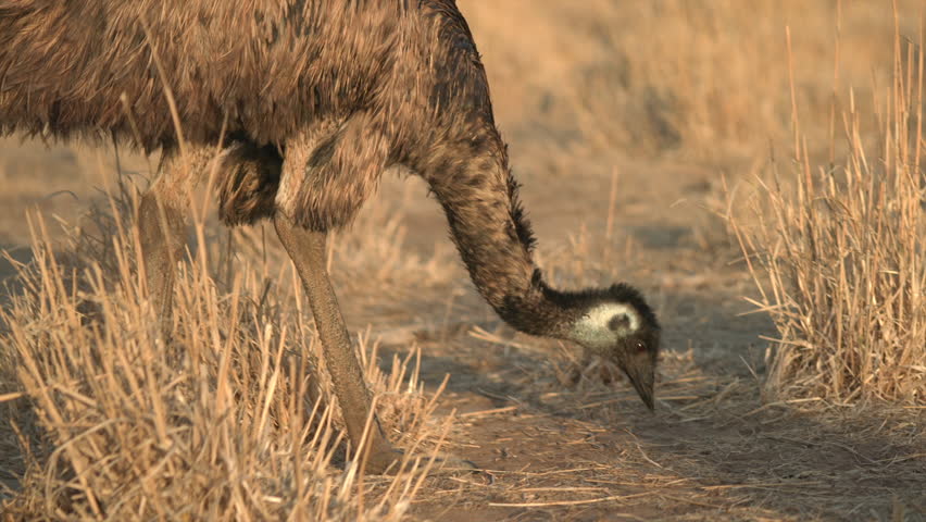 Head shot of an Emu image - Free stock photo - Public Domain photo ...