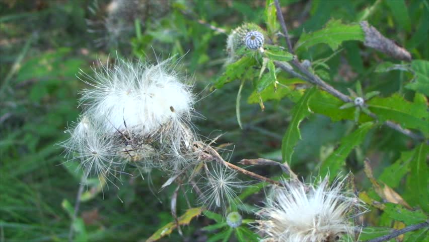 Seeds in a Wildflower Pod image - Free stock photo - Public Domain ...