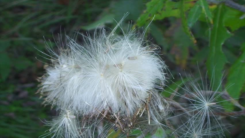 Seeds in a Wildflower Pod image - Free stock photo - Public Domain ...