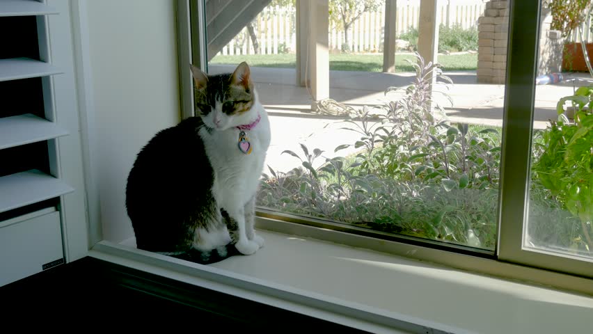 Cute House Cat Sits Window Yawns Stock Footage Video (100% Royalty-free) 1027301804 | Shutterstock