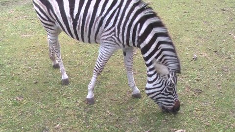 Zebra Top View Brown Sand Background Stock Footage Video (100% Royalty ...