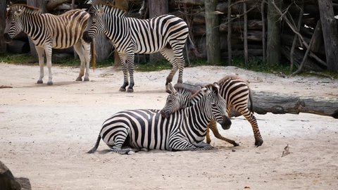 Zebra Foal Hugging Mother Stock Footage Video (100% Royalty-free ...