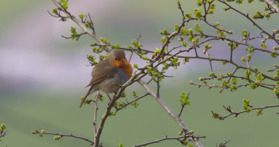 Robin Redbreast Bird Singing Chirp Stock Footage Video (100% Royalty ...