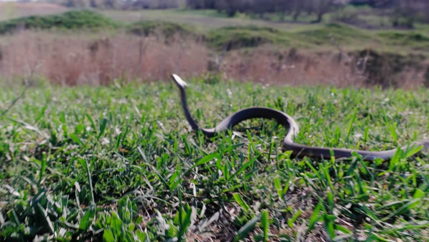 Jumping Viper image - Free stock photo - Public Domain photo - CC0 Images