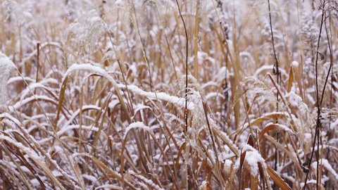 Fresh Falling Snow On Field Brown Stock Footage Video (100% Royalty ...