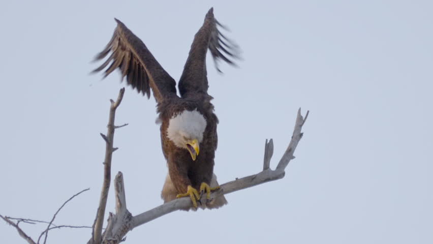 bald eagle call audio Stock Footage Video (100% Royalty-free ...