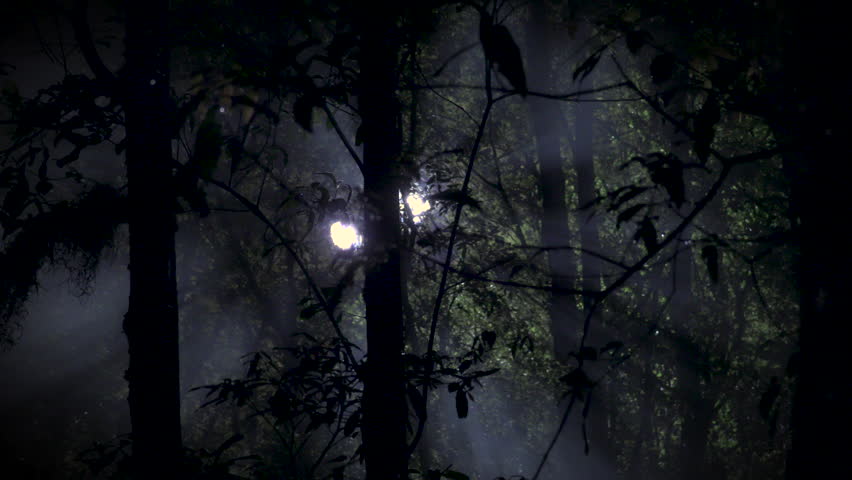 Spotlight forest night Stock Video Footage - 4K and HD Video Clips ...