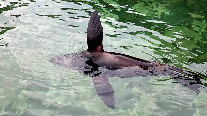 Sea Lion surfacing from the water image - Free stock photo - Public ...