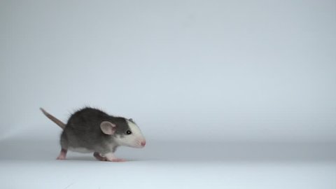 mouse grooming Stock Footage Video (100% Royalty-free) 660322 ...