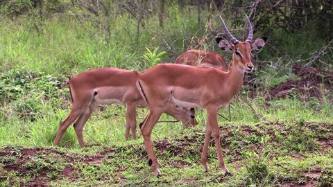 beautiful fjord stallion mare mating ritual Stock Footage Video (100% ...