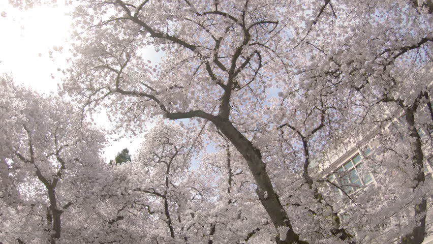University of Washington Quad in spring in Seattle image - Free stock ...