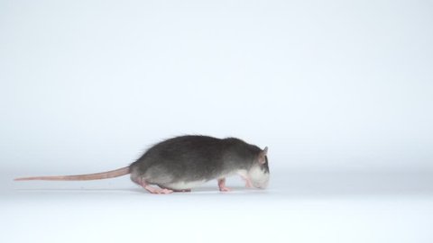 mouse grooming Stock Footage Video (100% Royalty-free) 660322 ...