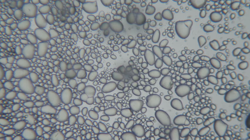 Highly Magnified Starch Granules from Stock Footage Video (100% Royalty ...