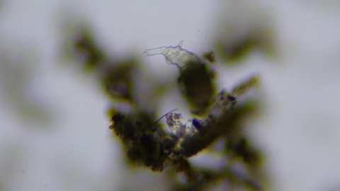 Rotifer Swimming Eating Moss Pond Edge Stock Footage Video (100% ...