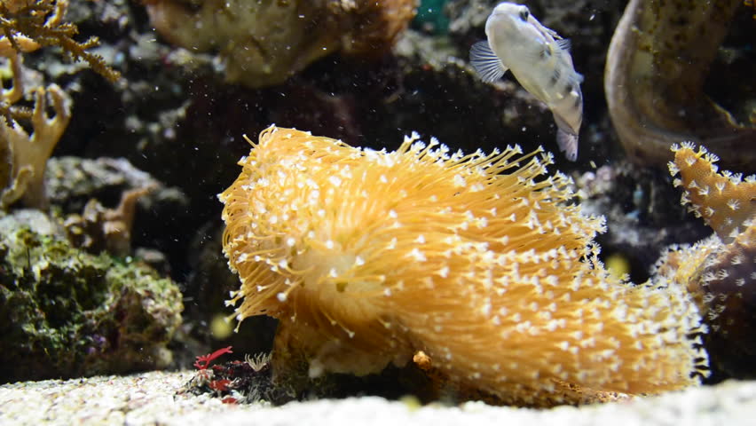 Beautiful Sea Anemone is Moving Stock Footage Video (100% Royalty-free ...