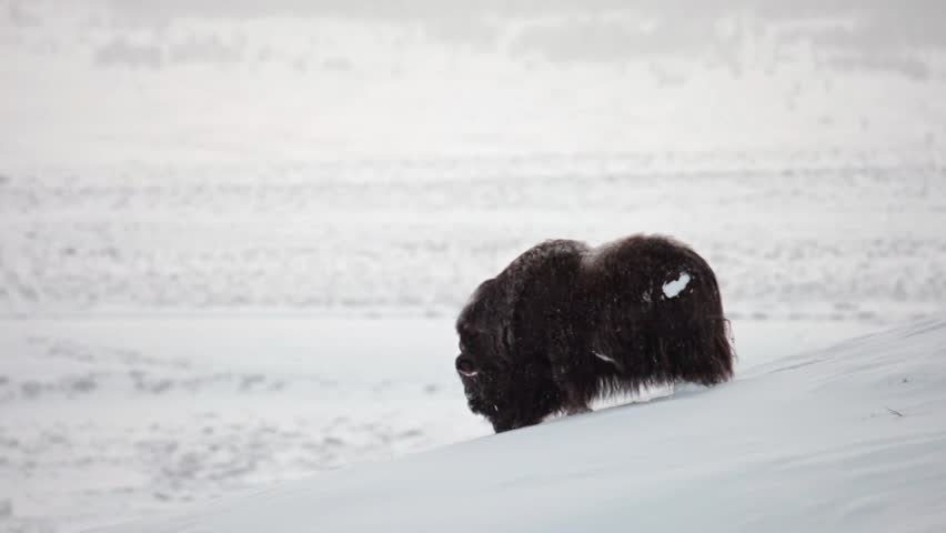 musk ox walking distance winter scenery Stock Footage Video (100% ...