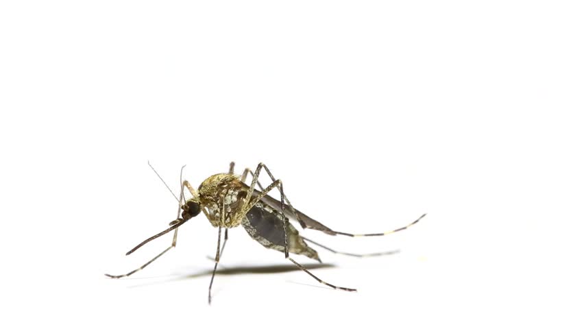 Mosquito Insect and Shock Isolated Stock Footage Video (100% Royalty ...