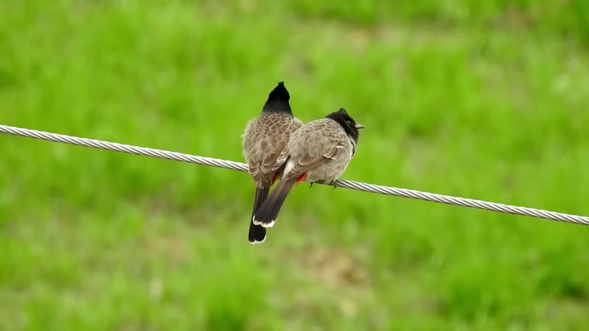 two nightingale birds playing Stock Footage Video (100% Royalty-free ...