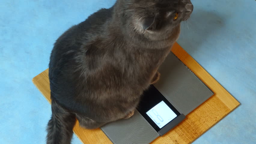 Fat Gray Cat Measuring Weight Stock Footage Video (100% Royalty-free ...