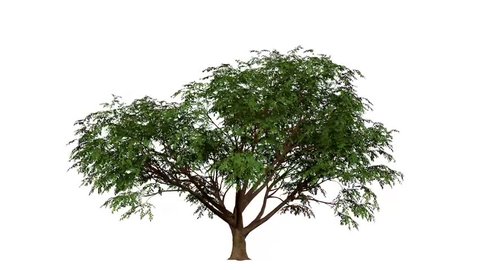 3d Rendering Growing Realistic Tree Isolated Stock Footage Video (100% ...