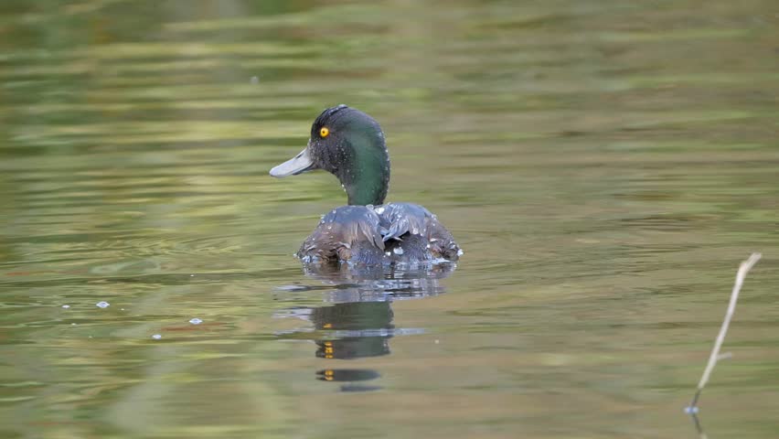 Papango Stock Video Footage - 4K and HD Video Clips | Shutterstock