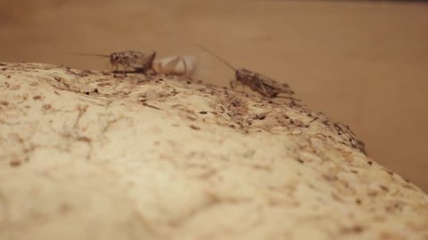 Crickets Moving Along On Rock Reptile Stock Footage Video (100% Royalty ...